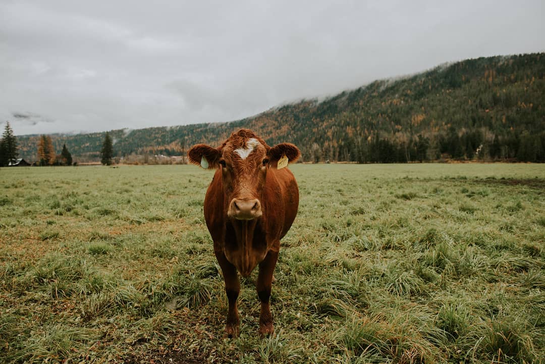 Sourcing with Purpose: The Story Behind 63 Acres Beef - Quails' Gate ...